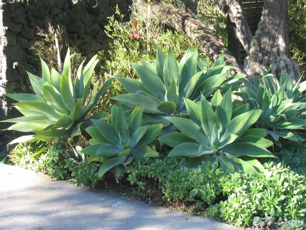 Plant of the week - Agave Attenuata - Fletcher's Landscapes